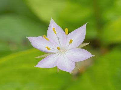 'Star flower' Photographic Print - Jamie & Judy Wild | AllPosters.com