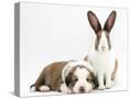 'Fawn Dutch Rabbit with Sleeping Sable-And-White Border Collie Pup ...
