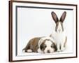 'Fawn Dutch Rabbit with Sleeping Sable-And-White Border Collie Pup ...