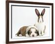 'Fawn Dutch Rabbit with Sleeping Sable-And-White Border Collie Pup ...