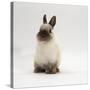 'Seal-Point Netherland Dwarf Male Rabbit' Photographic Print - Jane ...
