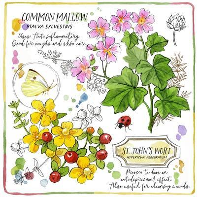 'St. John's Wort and Mallow' Posters - Jane Maday | AllPosters.com