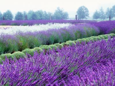 'Lavender Field, Sequim, Washington, USA' Photographic Print - Janell ...