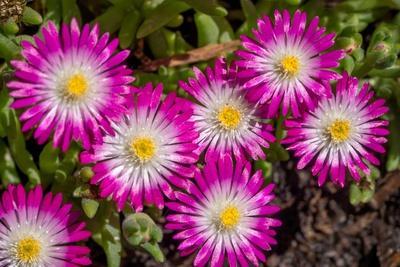 'Issaquah, Washington State, USA. Cluster of Jewel of Desert Amethyst ...