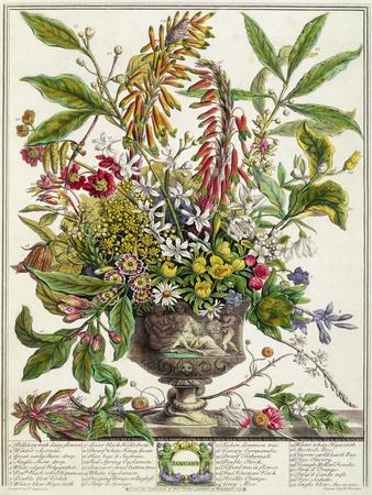 'January, from Twelve Months of Flowers, by Robert Furber' Giclee Print ...