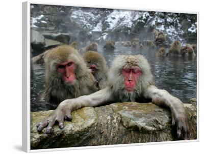 'Japan Hot Spa Monkeys' Photographic Print - Koji Sasahara | AllPosters.com