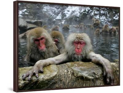 'Japan Hot Spa Monkeys' Photographic Print - Koji Sasahara | AllPosters.com