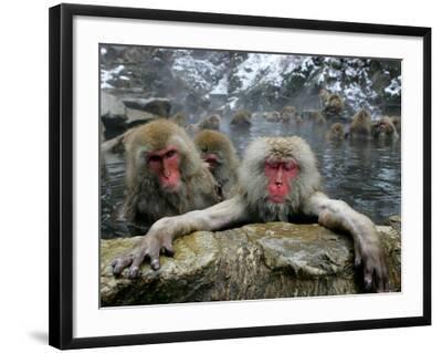 'Japan Hot Spa Monkeys' Photographic Print - Koji Sasahara | AllPosters.com