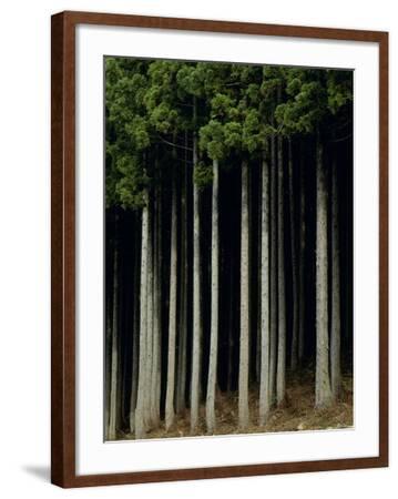 'Japanese cedar forest, Akita Prefecture, Japan' Photographic Print ...