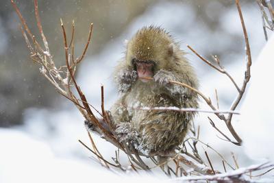 'Japanese macaque' Photographic Print | AllPosters.com