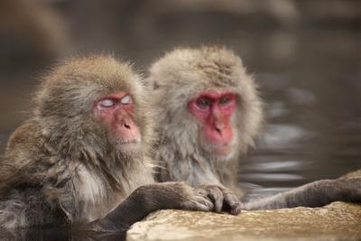 Japanese macaques in hot spring, Jigokudani, Nagano, Japan, Asia ...
