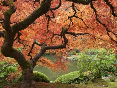 'Japanese Maple, Portland Japanese Garden, Oregon, USA' Photographic ...