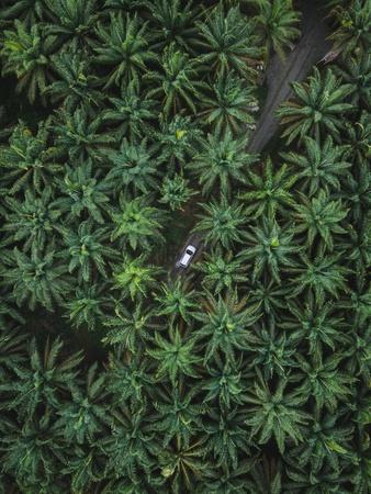 'Palm Forest' Photo - Jared Kreiss | AllPosters.com