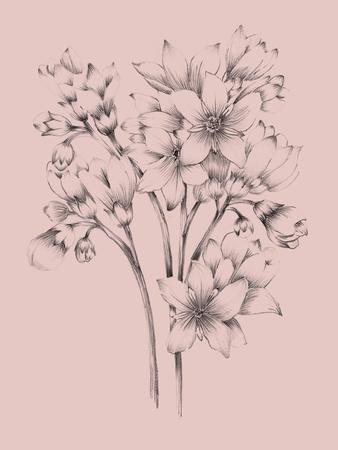 Blush Pink Flower Drawing Prints - Jasmine Woods | AllPosters.com