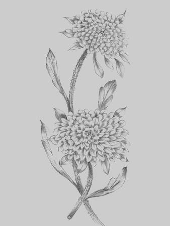 Grey Flower Sketch Illustration II - Jasmine Woods | AllPosters.com