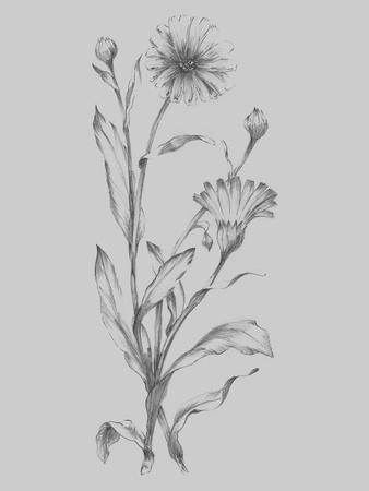Grey Flower Sketch Illustration III Prints - Jasmine Woods | AllPosters.com