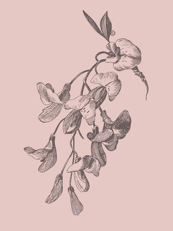 'Inflorescence Blush Pink Flower' Poster - Jasmine Woods | AllPosters.com