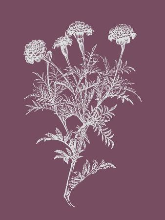 'Tagetes Patula Purple Flower' Print - Jasmine Woods | AllPosters.com