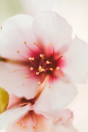 'Cherry Blossom' Photographic Print - Javier Pardina | AllPosters.com