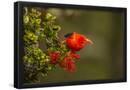 Close-Up of Iiwi Bird on Ohia Tree, Hakalau Forest NWR, Hawaii, USA ...