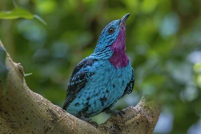 'South America, Peru. Close-up of spangled cotinga bird in tree ...