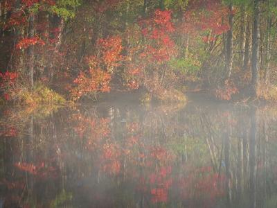 'USA, New Jersey, Pine Barrens National Preserve. Foggy forest and lake ...