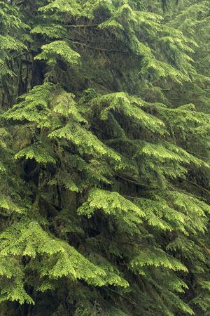 'USA, Washington, Olympic Close-Up of Western Hemlock Tree ...