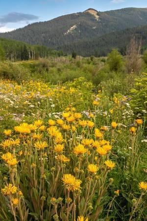 'Wildflowers in meadow' Photographic Print - Jaynes Gallery ...