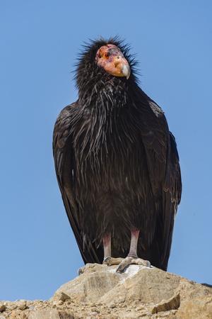 'Wild California condor near San Pedro Martir National Park, Northern ...