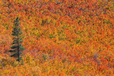 Stand Out Photo - Jeff Poe | AllPosters.com
