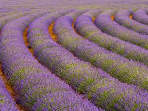 Jim Zuckerman Posters, Prints, Paintings & Wall Art | AllPosters.com