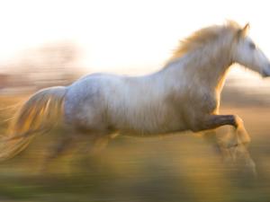 Jim Zuckerman Posters, Prints, Paintings & Wall Art | AllPosters.com