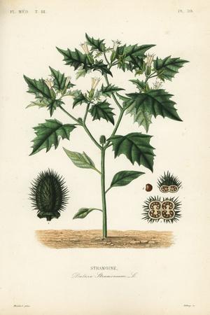 'Jimsonweed or Devil's Snare, Datura Stramonium, Stramoine' Giclee ...