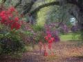 Spring Azaleas in Bloom at Magnolia Plantation and Gardens, Charleston ...
