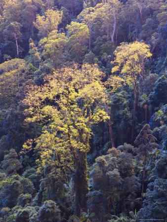 'Rainforest Canopy, Springbrook National Park, Unesco World Heritage ...