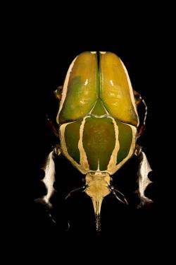 Affordable Beetle Posters for sale at AllPosters.com