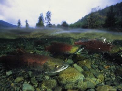 Salmon Posters at AllPosters.com