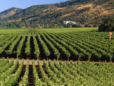 Wine Country, Napa Valley, California Photographic Print - John Alves ...