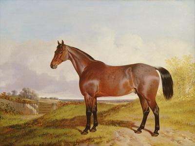 'Study of a Bay Hunter in a Landscape, 1854 (Oil on Canvas)' Giclee ...