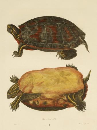 'Hand Colored Lithograph of Emrys Rubriventris' Giclee Print - John ...