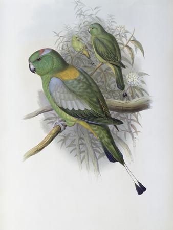 'Racket Tailed Parrot' Giclee Print - John Gould | AllPosters.com