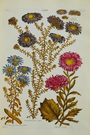 'The Vegetable System: Aster' Giclee Print - John Hill | AllPosters.com