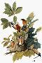 'Audubon: Robin' Giclee Print - John James Audubon | AllPosters.com