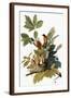 'Audubon: Robin' Giclee Print - John James Audubon | AllPosters.com