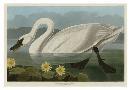 Common American Swan Prints - John James Audubon | AllPosters.com