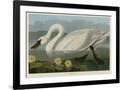 Common American Swan Prints - John James Audubon | AllPosters.com