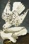'Iceland or Jer Falcon. Gyrfalcon (Falco Rustiocolis), from 'The Birds ...