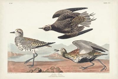 'Pl. 300 Golden Plover' Prints - John James Audubon | AllPosters.com