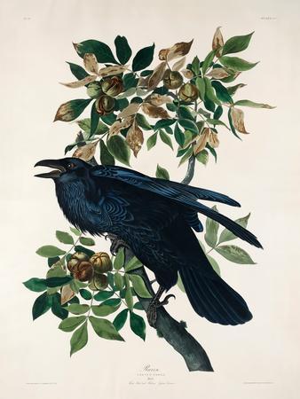 'Raven from Birds of America (1827)' Giclee Print - John James Audubon ...