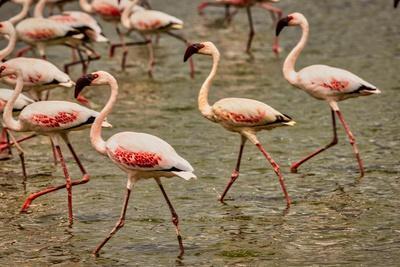 'Flamingos Walking, Amboseli National Park, Africa' Photographic Print ...